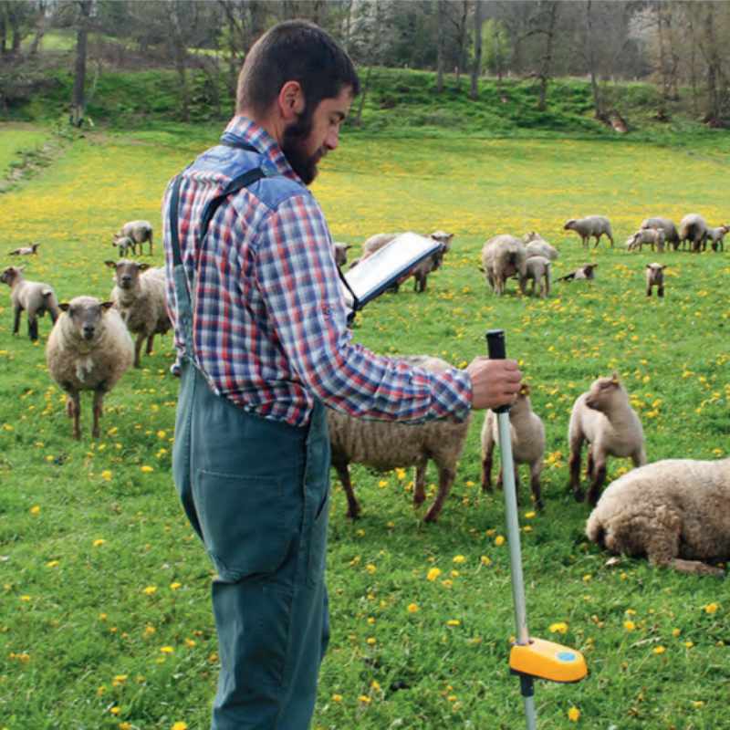 Proiectul Life Green Sheep