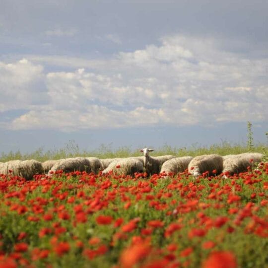 The Life Green Sheep Project